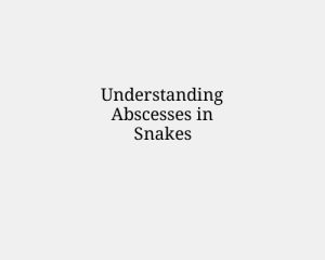Understanding Abscesses in Snakes – The Barking Lot